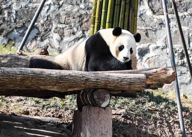 VIDEO: Berlínská zoo řešila záhadu pandy chodící pozpátku | Týden.cz